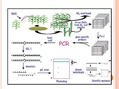 Tilling And Eco Tilling Reverse Genetics Approaches For Crop