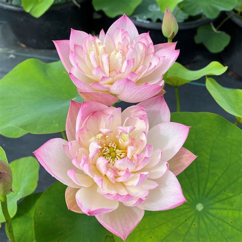 Apricot Pink Lotus Bare Root