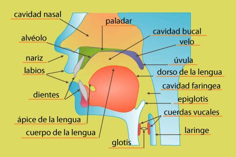 Radiorevolución El Aparato Fonador