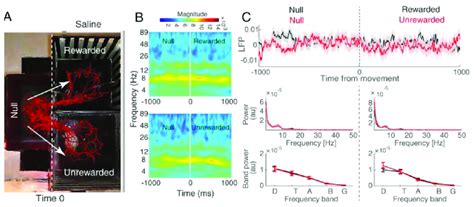 Hippocampal Ca1 Local Field Potential Of The Saline Group A Download Scientific Diagram