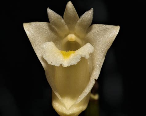 Dendrobium Hymenanthum