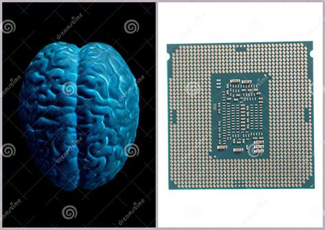 Human Brain Anatomical Model With Cpu Processor Microchip Stock
