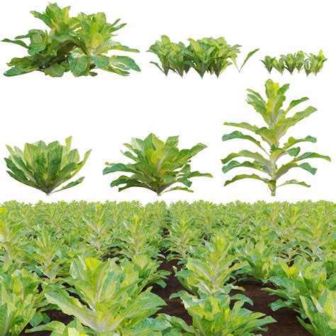 Lactuca Sativa Lettuce 3d Model 3dtree