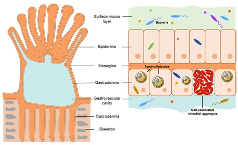 Intracellular Bacterial Symbionts In Corals Challenges And Future