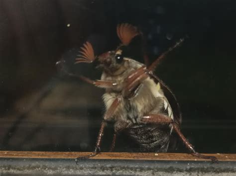 Whats This Cute Moth R Entomology