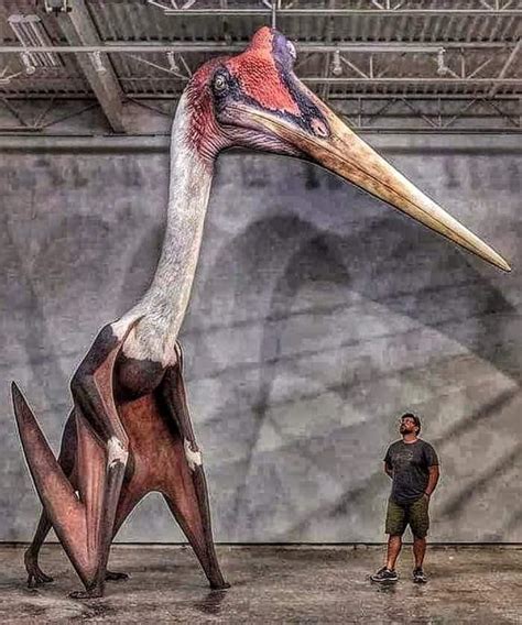 Quetzalcoatlus Northropi Quetzalcoatlus And Keresdrakon