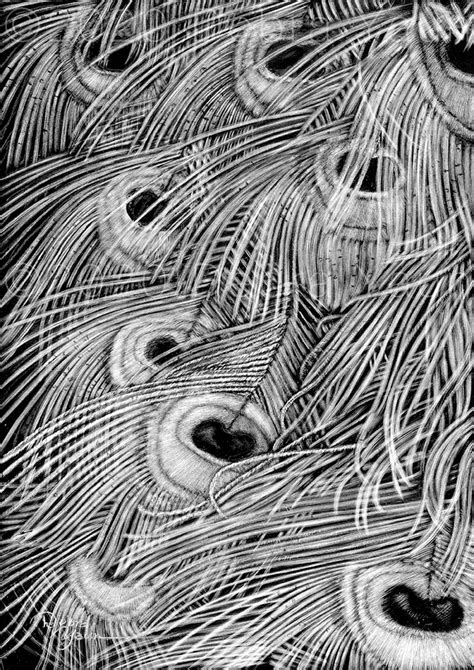 Peacock Feathers Debra Yaun Scratchboard