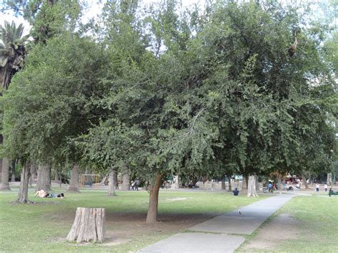 Celtis Ehrenbergiana Tala