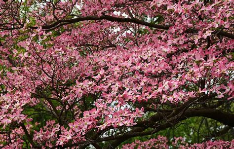 Dogwood Trees Types Care Guide Identification And Uses Plantglossary