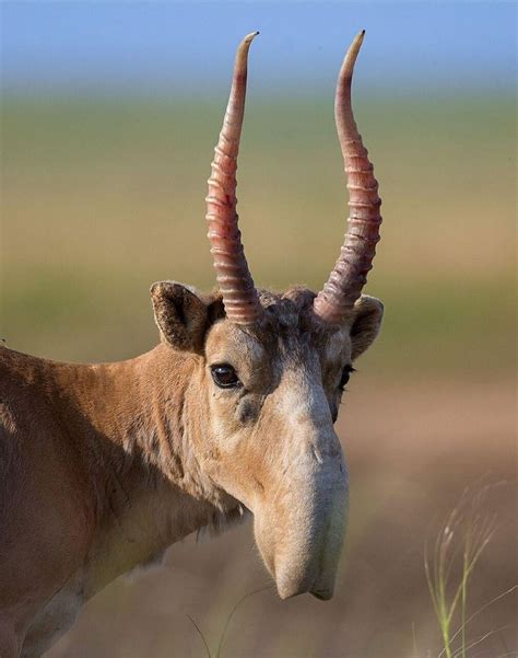 Почему у сайгаков такой странный нос У сайгака большой выпуклый нос с Популярная наука Дзен