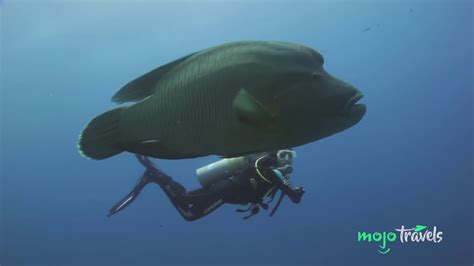 Scuba Diving The Latest Topic In Our English Classes Recently