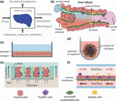 Structural Characteristics And Applications Of Liver Microphysiological Download Scientific