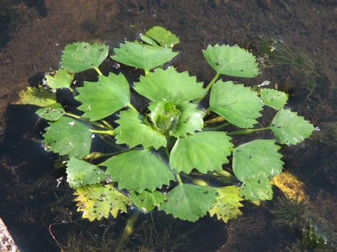 European Water Chestnut Plant Lake Restoration