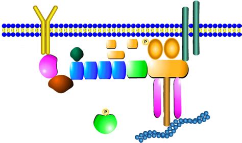 Schematic Structure Of Ilk Ilk Consists Of Three Domains A C Terminal