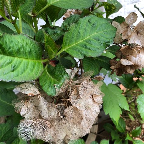 Plantsnap Identify Plants Trees Mushrooms With An App