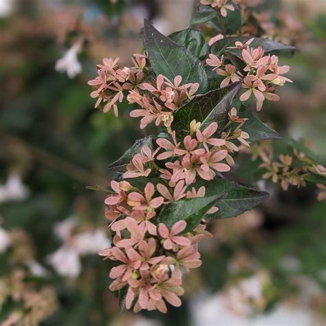 Ruby Anniversary Abelia Auburn Oaks Garden Center