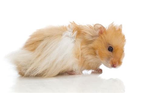 Guide To Syrian Hamster Varieties Colors Coats And More