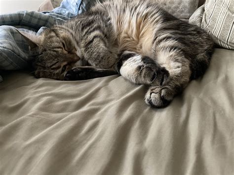 Sleeping Princess Kitty Free Photo On Pixabay Pixabay