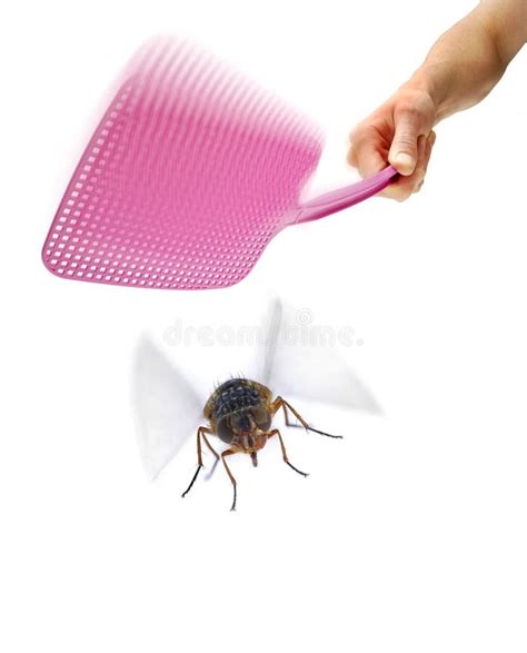 Pest Cockroach Fly Swatter Stock Image Image Of White 18729643