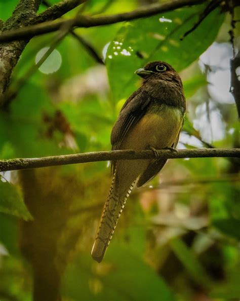 Colombia 2024 Avian Jewels Of The Choco Region Cheesemans Ecology