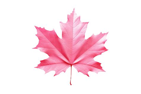 Maple Leaf Clipart Graphic By Forhadx5 · Creative Fabrica