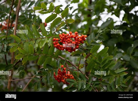 Close Up Of Red Berries Of European Mountain Ash Rowan Tree Sorbus