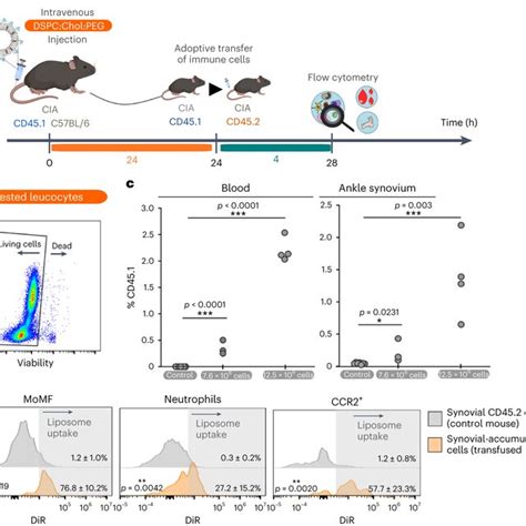 Adoptive Cell Transfer Experiment In C57bl 6 Cia Mice A Cd45 1 C57bl 6 Download Scientific