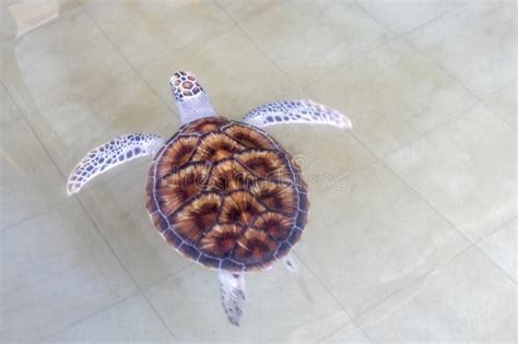 A Sea Turtle Swims In The Pool Inside The Conservation Center Stock Image Image Of Wild