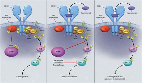 Trastuzumab Structure