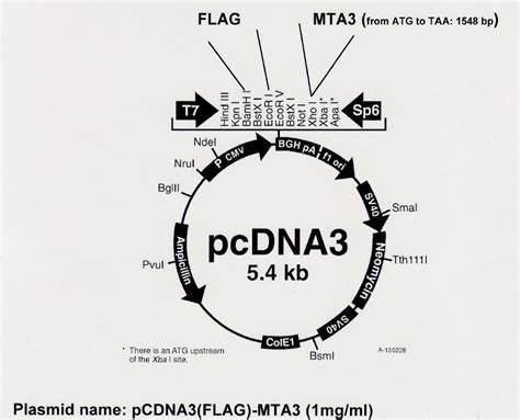 Addgene Pcdna3flagmta3