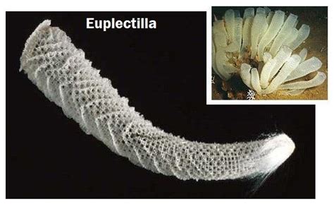 Solved Euplectilla