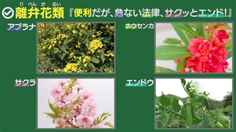 中1理科｜植物の分類・生物のなかま分けを現役教員が分かりやすく解説！被子 裸子 双子葉 単子葉 シダ コケ 中学 生命｜理科