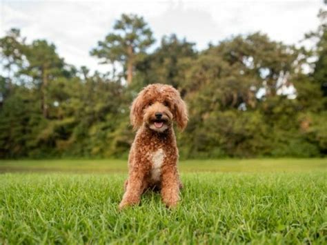Sheepadoodle Growth Chart Size And Weight Chart