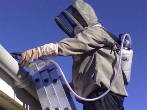 Ipswich Pest Control Mole Catcher Wasp Nest Removal