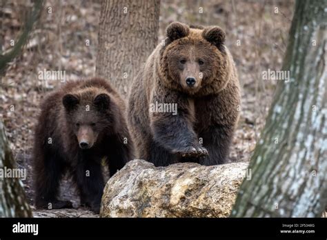 Brown Bear In The Forest Up Close Wildlife Scene From Spring Nature