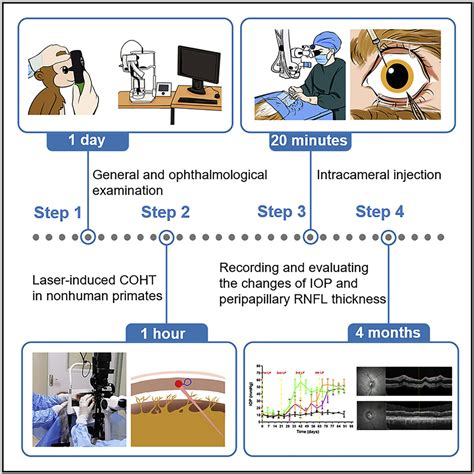 Cell Press Star Protocols