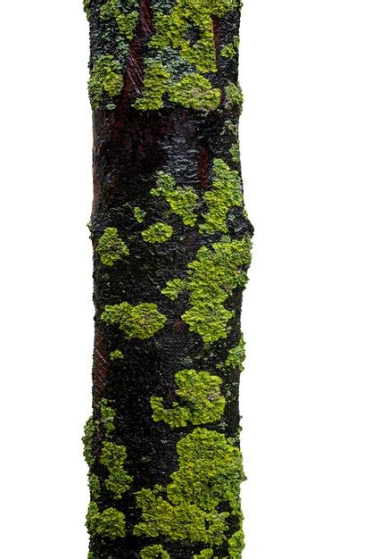 Premium Photo Green Moss Texture