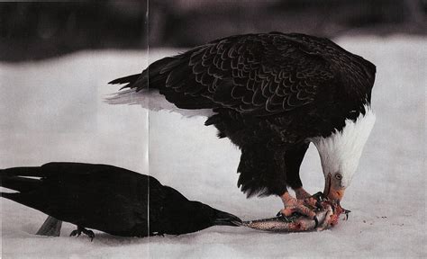 Wearable Art And Costume Design Macbeth Bird Concept