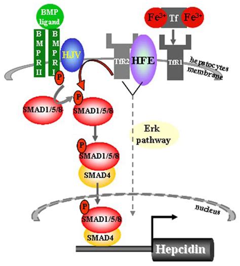 Hfe Tìm Hiểu Về Gene điều Hòa Sắt Và Bệnh Hemochromatosis