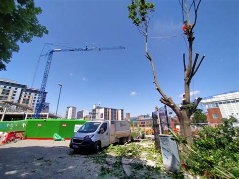 Tree Management Ascent Tree Solutions