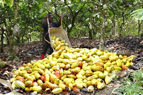 Ghana Debbra Holt Aaci Papp