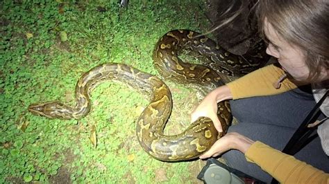 Teamwork Leads To Successful Python Rescue From Electric Fencing Magic 828