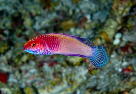 Stunning New Species Of Fish Discovered The Rose Veiled Fairy Wrasse
