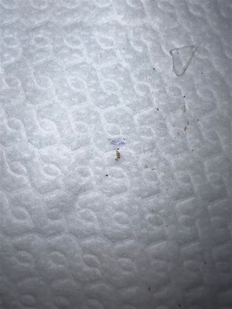 Is This A Bed Bug Shell Casing Rbedbugs