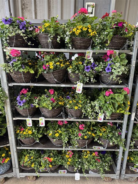 Chapel Cottage Plants Chapel Cottage Plants Outlet