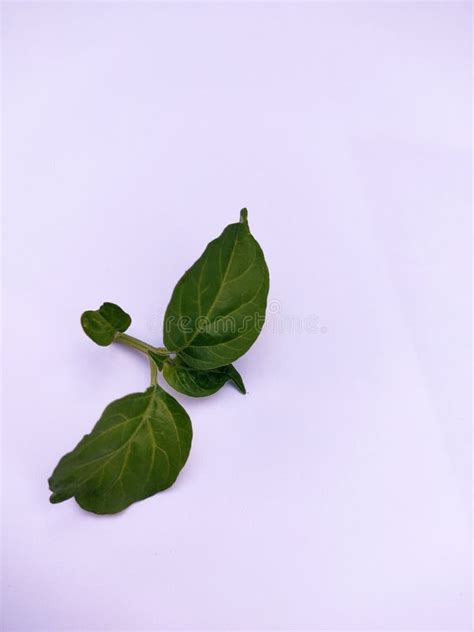 A Spring Of Chilli Leaf Shoots Is Scientifically Named Capsium Baccatum