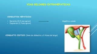 Seminario Axel Higado Y Vias Biliares Pptx