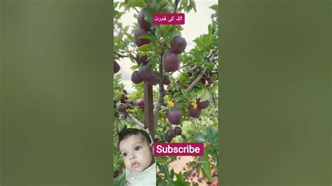 Youtube Short Video ۔fruit🍐🍓 And Vagitabl 🥒۔fruit And Vagitabl Short 🍊