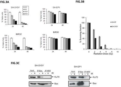 Creb Binding Protein Regulates Ku70 Acetylation In Response To Ionization Radiation In