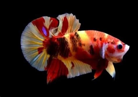 Red Nemo Candy Plakat Size 3inch At ₹ 100piece In Kadur Id